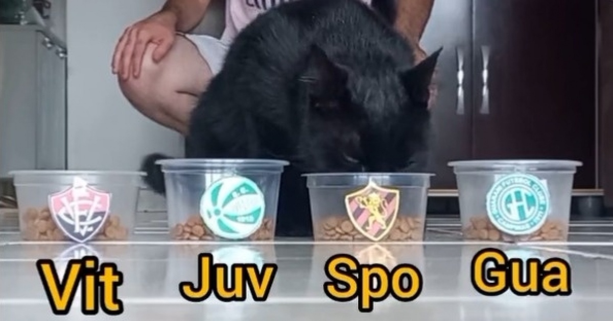 Duelo de felinos? Gato "vidente" prevê Sport campeão da Série B ...