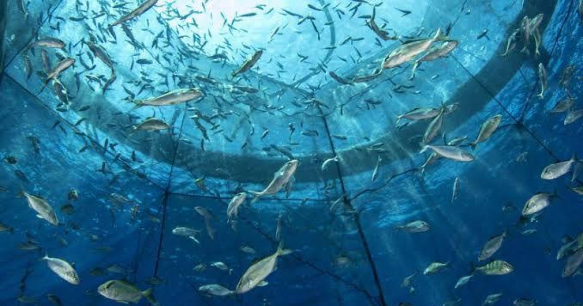 Forever Oceans Brasil fará investimento de R$ 300 milhões no sul da ...