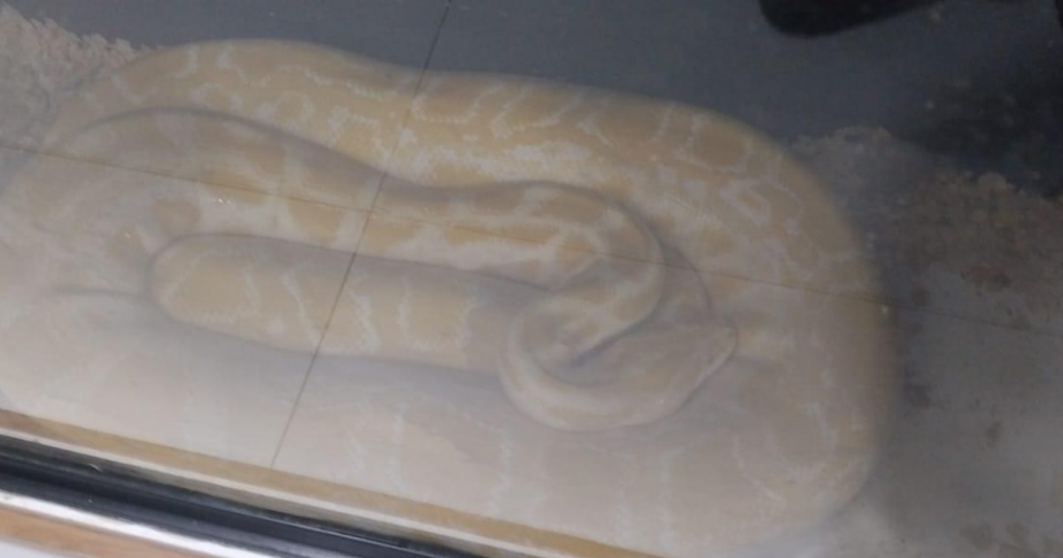 Operação cumpre mandados de busca em Serrinha e apreende 13 cobras ...