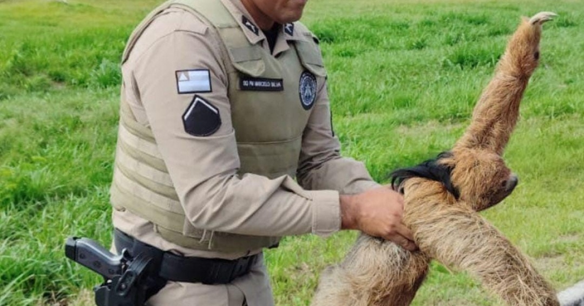Bicho-preguiça é resgatado quando atravessava estrada no Litoral Norte ...
