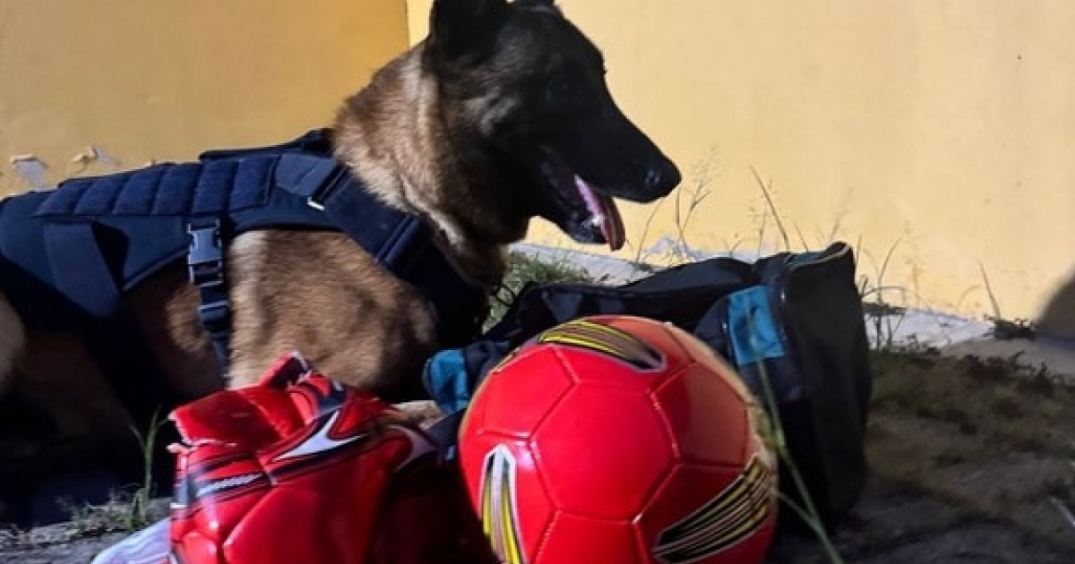 Vitória da Conquista: Cão Messi da PRF encontra drogas escondidas em ...
