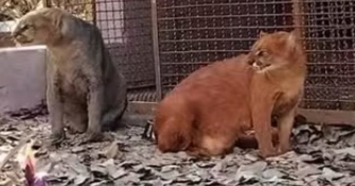 Parque em Barreiras recebe casal de gatos-mouriscos ameaçados de ...